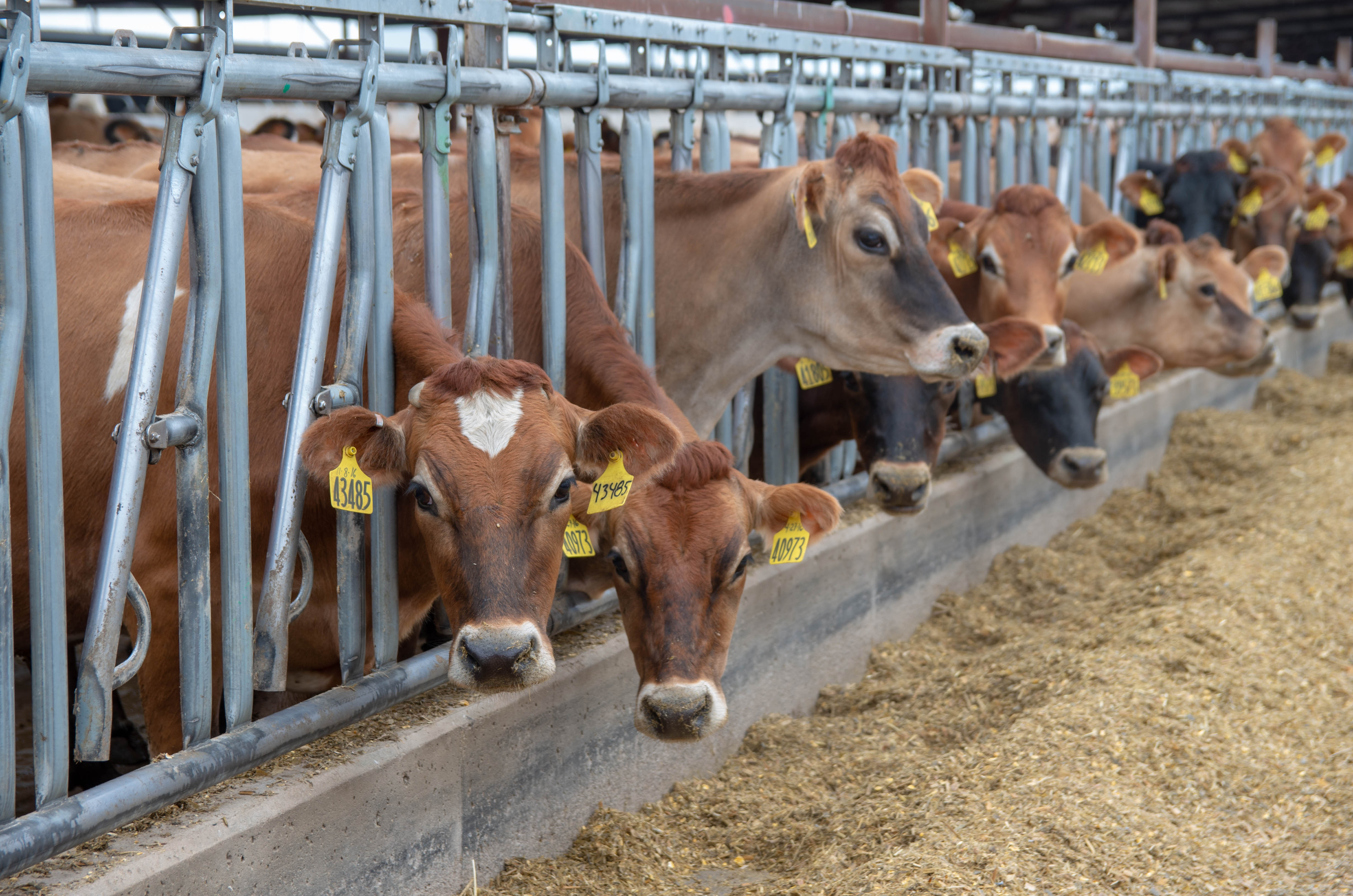 dairy photo | New England Farmers Union
